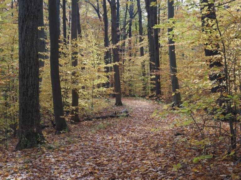 35 Amazing Things to Do in the City of Kalamazoo - KZOOKIDS